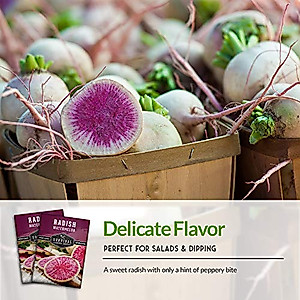 Survival Garden Seeds - Watermelon Radish Seed for Planting - Packet with Instructions to Plant and Grow Unique Asian Vegetables in Your Home Vegetable Garden - Non-GMO Heirloom Variety
