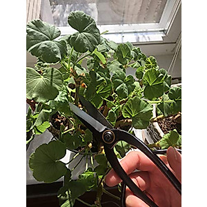 Garden Guru Professional Bonsai Scissors 200mm - Traditional Butterfly Bonsai Pruner Shear for Precise Trimming Pruning and Deadheading of Flowers Plants, Japanese Bonsai Garden Tools