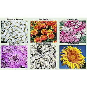 25 Heirloom Flower Seed Packets for Planting: 20+ Varieties Flower Seeds - Forget Me Not, Sunflower, Marigold, Zinnia Lilliput, Snapdragon, Hummingbird & Butterfly Wildflower Seeds and More