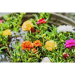 2000+ Moss Rose Seeds for Planting Outdoor Rare Purslane Seeds Succulent Ground Cover Plant Portulaca Oleracea Seeds
