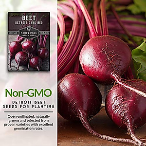 Survival Garden Seeds - Detroit Dark Red Beet Seed for Planting - Packet with Instructions to Plant and Grow Delicious Root Vegetables in Your Home Vegetable Garden - Non-GMO Heirloom Variety