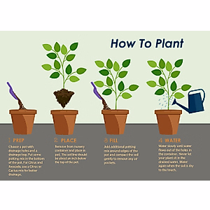Brighter Blooms - Arbequina Olive Tree, 3-4 ft. - No Shipping to AZ