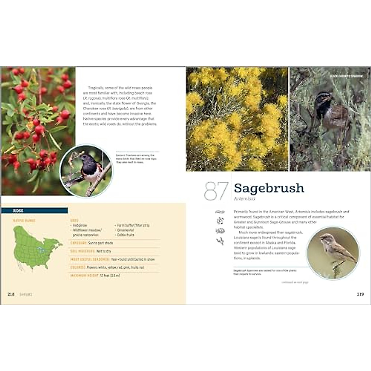 100 Plants to Feed the Birds: Turn Your Home Garden into a Healthy Bird Habitat