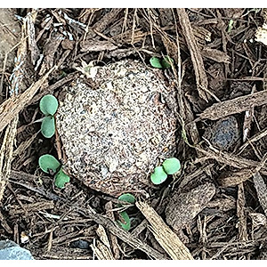 US Native Wildflower Seed Balls for Pollinators (50 Pack). Regional Wildflower Mix Seed Balls for Guerrilla Gardening (Northeast)