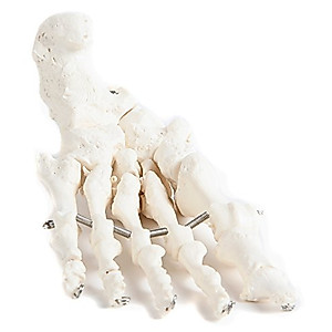 Axis Scientific Skeletal Foot | Left | Fully Articulated Flexible Foot Skeleton is Secured with Quality Wire to Demonstrate Movement | Includes Product Manual