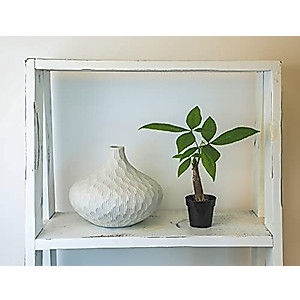 Live Money Tree Plant, Pachira Aquatica Money Tree, Feng Shui Money Tree Pachira Aquatica Plant, Pachira Plant Bonsai Tree in Planter Pot With Soil, Money Tree Plant Indoor Plants by Plants for Pets