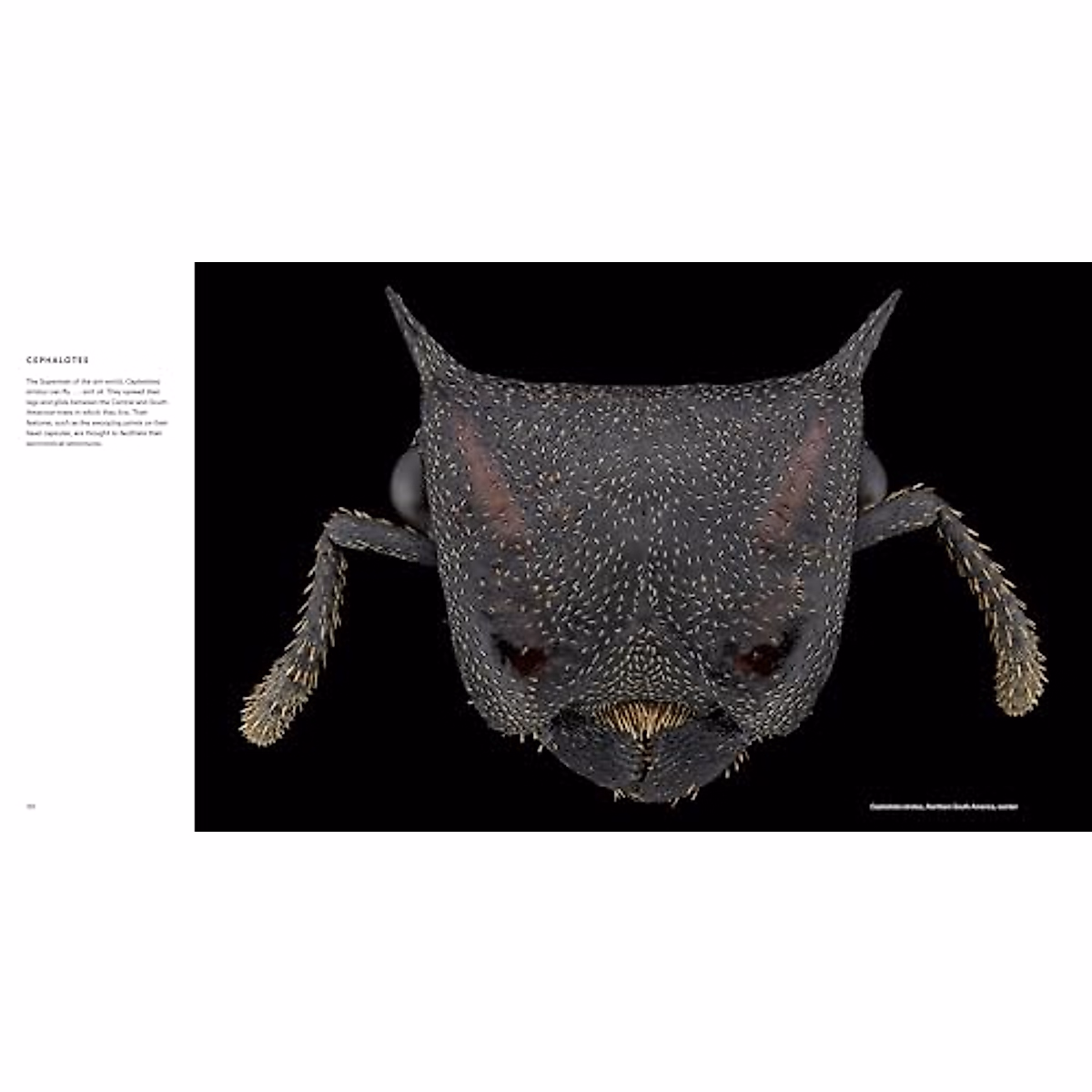 Ants: Workers of the World