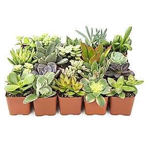 Altman Plants, Live Succulent Plants (20 Pack) Assorted Potted Succulents Plants Live House Plants in Cacti and Succulent Soil Mix, Cactus Plants Live Indoor Plants Live Houseplants in Planter Pots