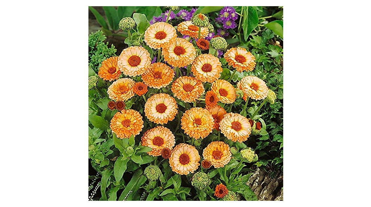 Buy Pink Surprise Calendula Seeds for Bright Garden Colors