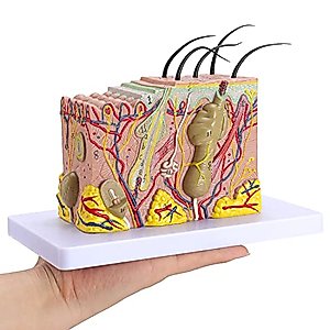 faruijie Human Skin Model 35x - 35 Times Skin Structure Anatomical Model Skin Color Model Teaching Medical Model