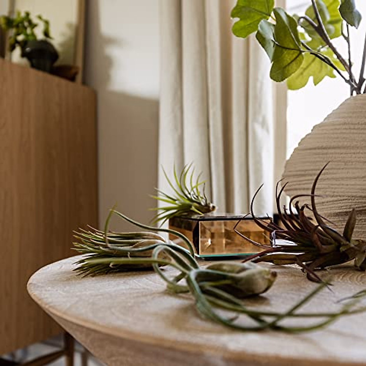 ragnaroc Live Air Plants - Tillandsia Variety, Regular 1-3" - 15ct - Live Arrival Guaranteed, House Plants for Home Decor & Gift