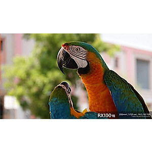 Sony RX100 VII Premium Compact Camera with 1.0-type stacked CMOS sensor (DSCRX100M7)