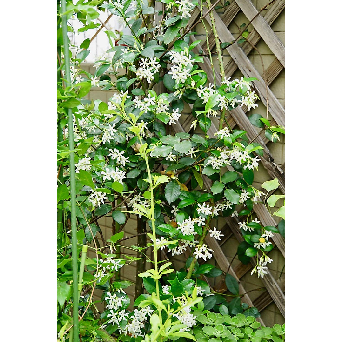 50pcs/Bag Climbing Jasmine Flower Seeds Fragrant Plant Four Seasons Evergreen Silver Jasmine Garden Balcony Climbing Flower