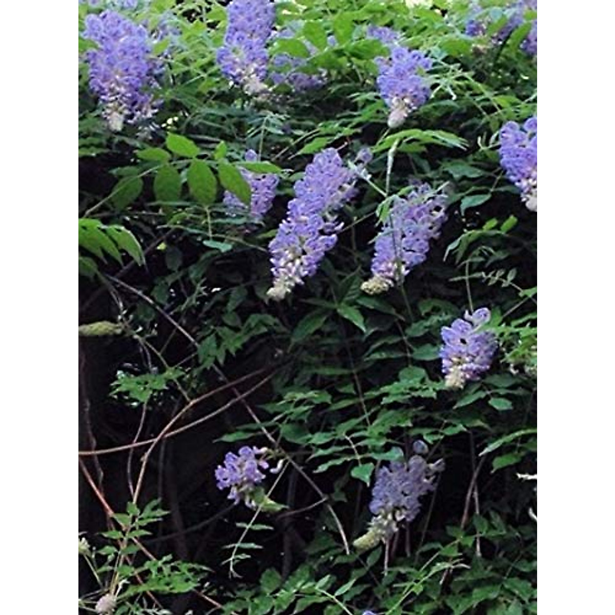 Bonsai Tree Chinese Wisteria Tree Seeds, 10 Pack - Highly Prized Flowering Bonsai, Wisteria sinensis - 10 Seeds to Grow