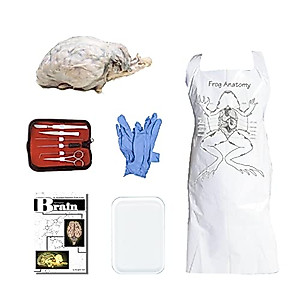 Anatomy Lab Sheep Brain Dissection Kit with Scalpel Dissection Guide and Dissection Specimen for Biology College Anatomy