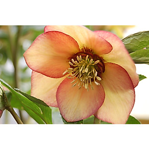 Perennial Farm Marketplace (Helleborus W.J. 'Apricot Blush') Perennial, 1 Quart, Peachy Yellow Flowers with Rose-Pink Veins