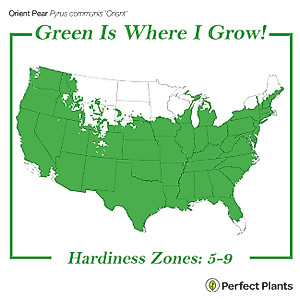 PERFECT PLANTS Orient Pear Tree 4-5 Feet | Live Outdoor Plant for Real Fruit | Heavy Fruit Producing Qualities | Home Garden Approved for Easy Growing