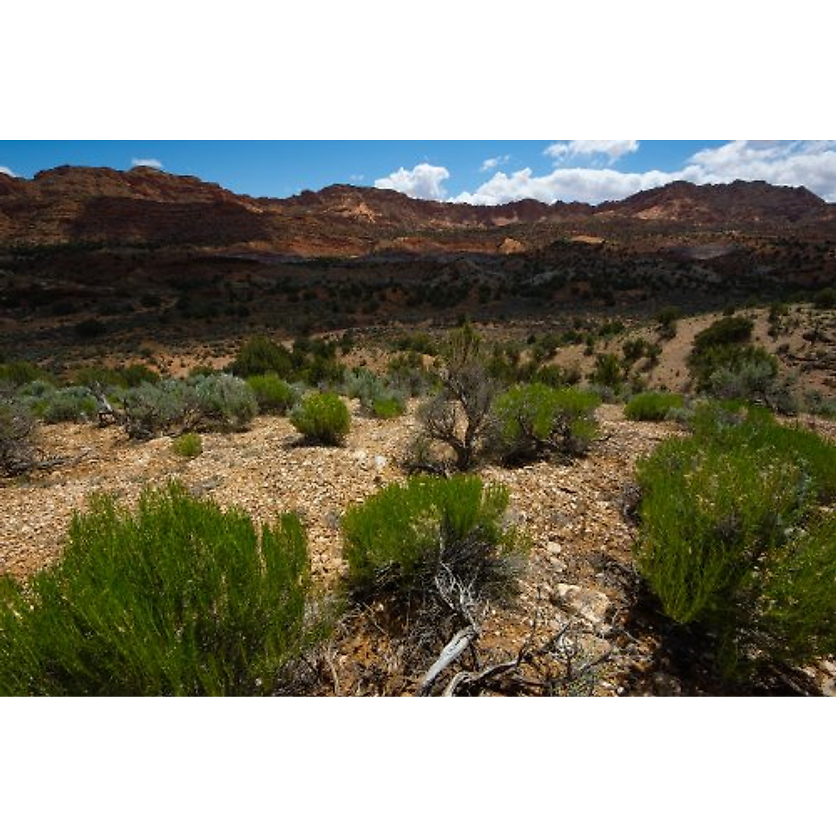 Sigma SD15 14MP X3 FOVEON CMOS Digital SLR with 3.0 inch LCD