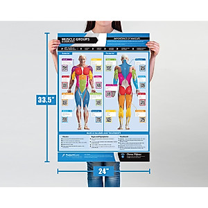 Gym Workout Posters - Set of 7 - Laminated - EXTRA LARGE 33" X 23.5" - Exercise Posters - Gym or Home Workout Charts - Includes Video Training Support