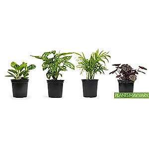 Altman Plants, Classic Houseplant Collection (4PK) Live Plants Indoor Plants Live Houseplants in Plant Pots, Easy House Plants Indoors Live, Snake Plant, Pothos in Potting Soil, Clean Air Plants