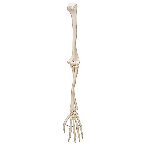 3B Scientific A45 Arm Skeleton - 3B Smart Anatomy