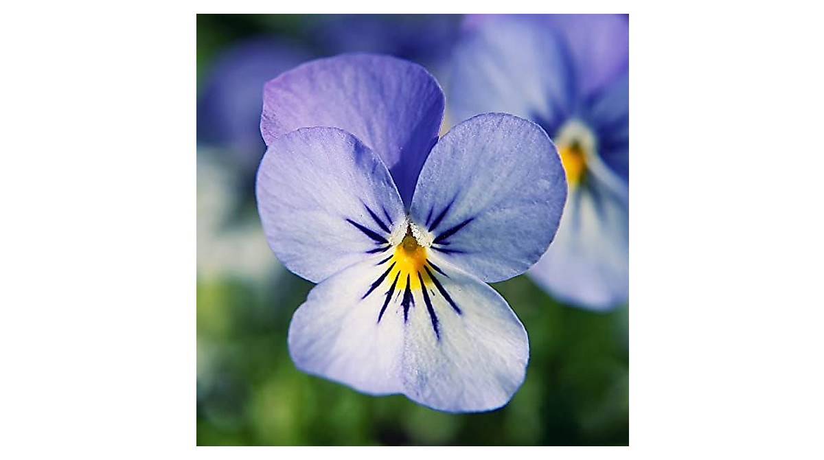 Pansy Seeds - Fragrant & Deer Resistant - 250Pcs
