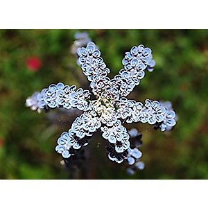 5 Mother of Millions Kalanchoe Plants, Planting Ornaments Perennial Garden Simple to Grow Pots Gifts, 2 Inches in Tall