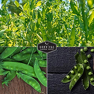Survival Garden Seeds Sugar Peas Collection Seed Vault - Oregon Sugar Pod II Pea & Sugar Daddy Snap Pea - Non-GMO Heirloom Varieties to Grow Delicious Cool Weather Vegetables on Your Homestead
