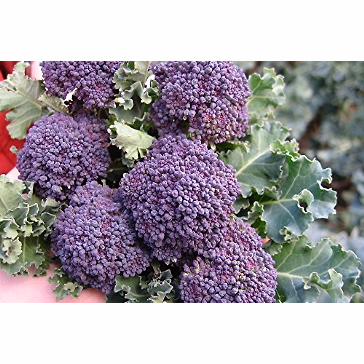 Purple Sprouting Broccoli Seeds, 500+ Heirloom Seeds Per Packet, (Isla's Garden Seeds), Non GMO Seeds, Botanical Name: Brassica oleracea, 85% Germination Rates