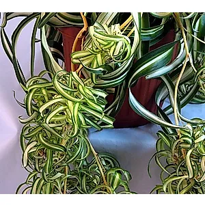 Bonnie Curly Spider Plant - Easy - Cleans the Air - 4" Pot - Grown by Hirt's Gardens