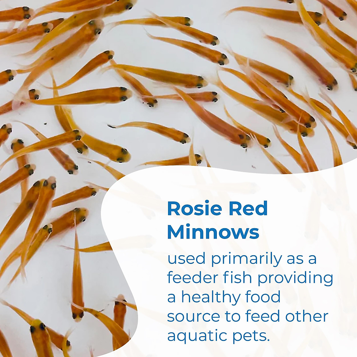Toledo Goldfish Rosie Red Minnows - Versatile Live Fish Perfect for Aquariums or as Feeder Fish for Ponds - Small, 1,000 Count