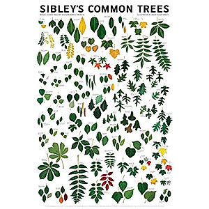 Laminated Common Trees of Eastern North America Sibley's Poster Print 24x36