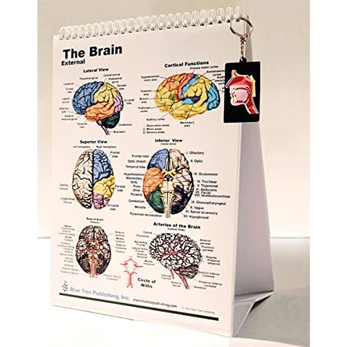 Speech Language Pathology SLP Charts Complete Series with QR Codes for Animation with Mini Head Model, Swallowing, Brain, Larynx, Lungs, Speech Articulation, Voice and More