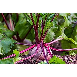 Bull's Blood Beet Seeds for Planting, 100+ Heirloom Seeds Per Packet, (Isla's Garden Seeds), Non GMO Seeds, Botanical Name: Beta vulgaris, Great Home Garden Gift