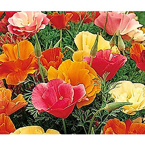 Non GMO Bulk California Poppy Seeds - Mission Bells Mix Eschscholzia californica 58,500 Seeds (1/4 Lb)