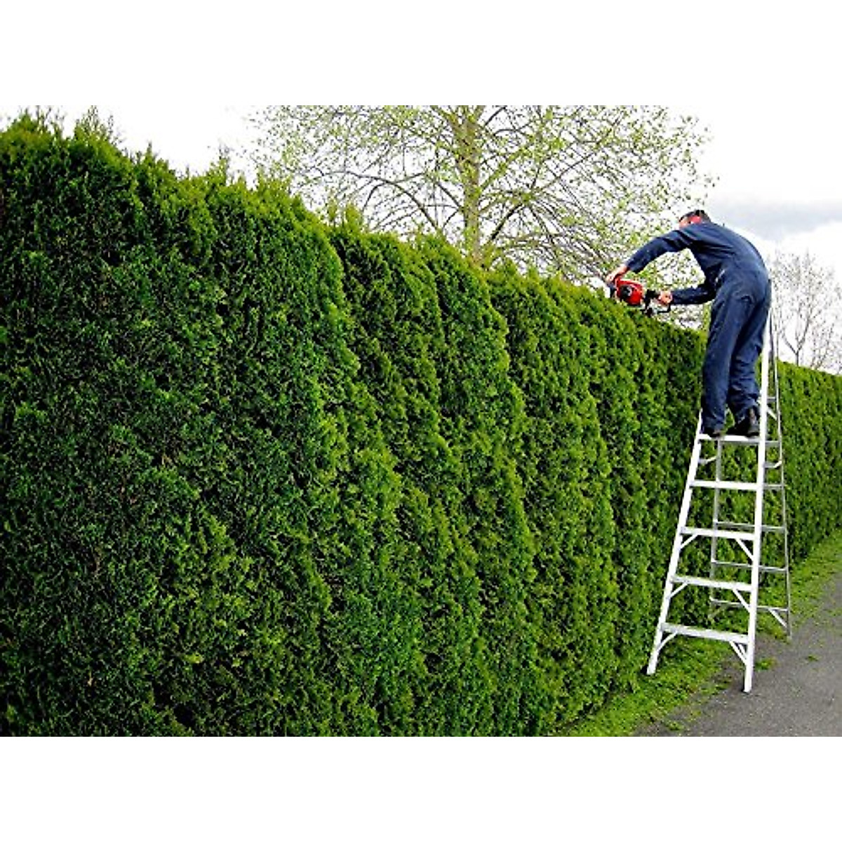 Thuja Arborvitae Green Giant - 12 Live Quart Size Plants - Evergreen Privacy Trees