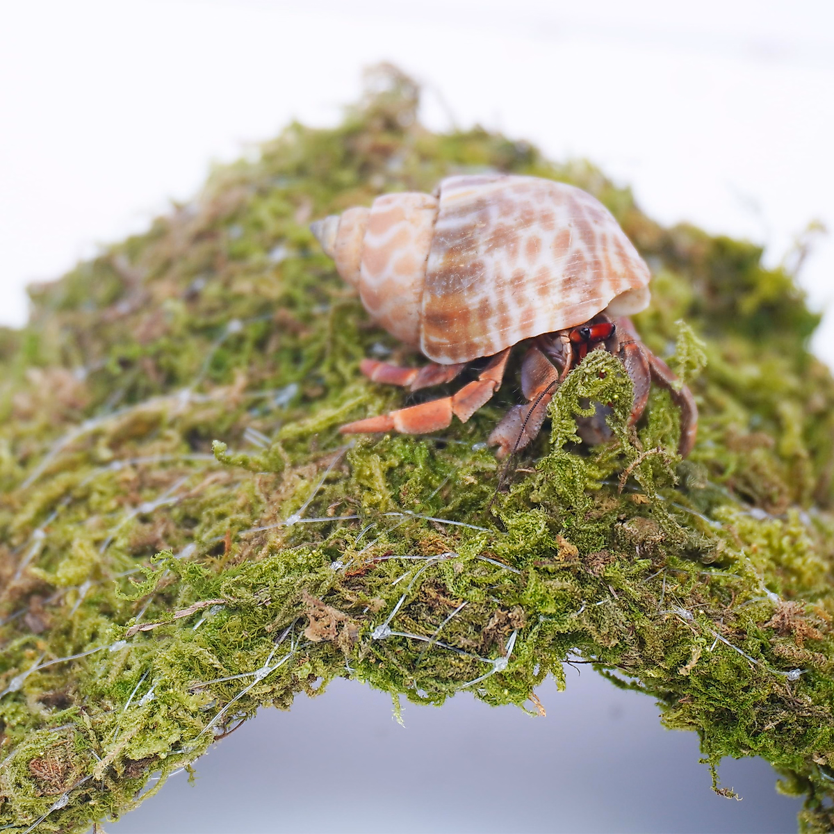 Begeterday Hermit Crab Climbing Toys, 13.5 inch Bendable Climbing Bridge, Ideal Hermit Crab Supplies for 10 Gallon Hermit Crab Tank