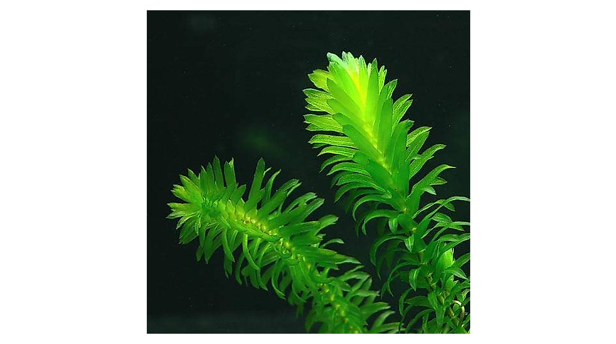 Oxygenating Elodea Plants for Ponds - Fast Growing