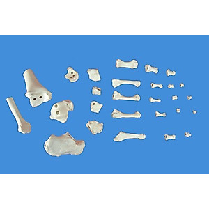 Wellden Medical Anatomical Foot Skeleton Model,disarticulated and Assembled by Magnets, Life Size