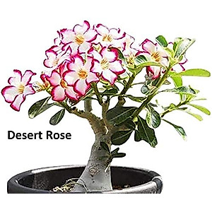 Flowering Bonsai Tree Seed Bundle #2 - All Flowering Tree Seeds, Vibrant Colors - Desert Rose, Japanese Cherry Blossom, Chinese Wisteria