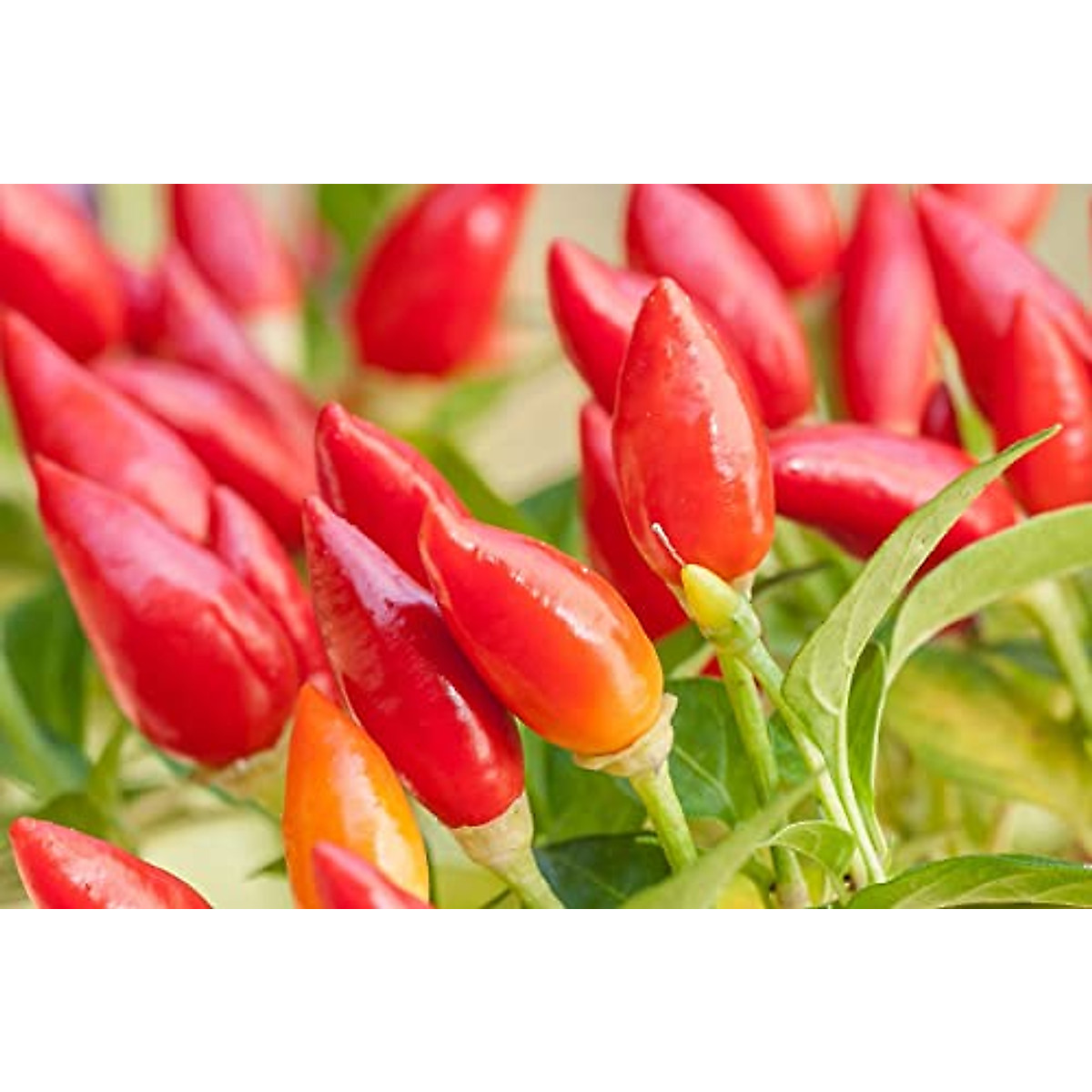 Zeoust Loife 200 Pcs Chile Pequin Pepper Seeds for Planting - Mini Tiny Chile Chili Peppers Non-GMO Seeds to Plant Home Garden (Chile Pequin Pepper)