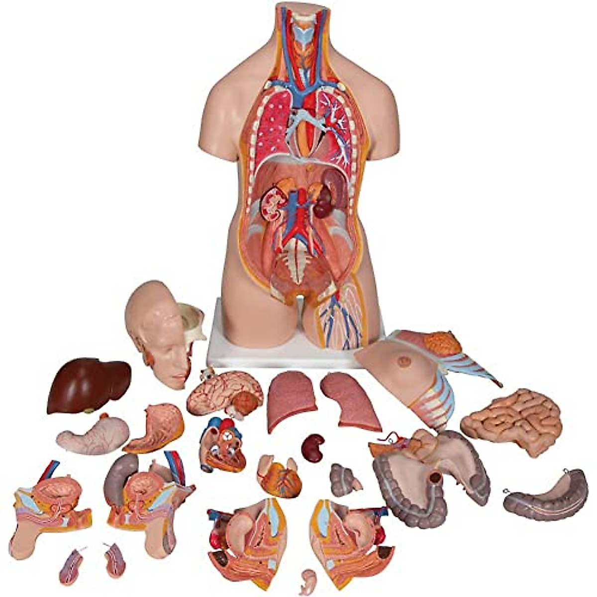 ERCTOO Human Body Model - Torso Anatomical Model - Human Torso Anatomy Model 23 Pcs Removable Parts with Heart Visceral Brain Skeleto for Preschool & School Science Medical Education Display 85cm