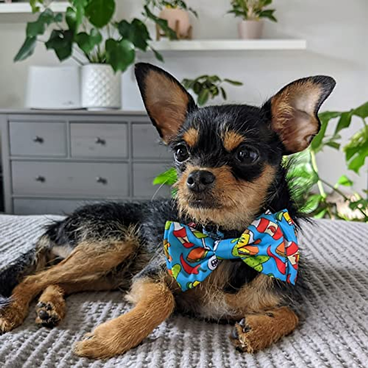 H&K Bow Tie for Pets | Cinco Fiesta (Small) | Velcro Bow Tie Collar Attachment | Fun Bow Ties for Dogs & Cats | Cute, Comfortable, and Durable | Huxley & Kent Bow Tie
