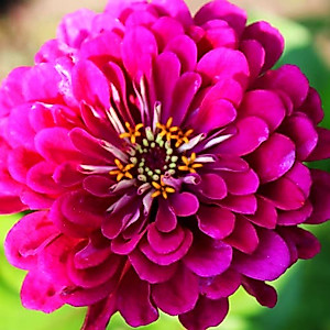 Park Seed Park's Picks Purple Zinnia Seeds, Pack of 50 Seeds