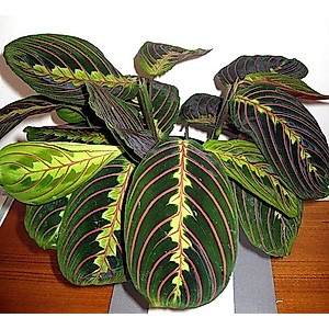 Hirt's Red Prayer Plant - Maranta - Easy to Grow House Plant - 4" Pot