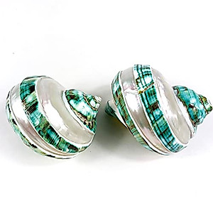Heyiwell 2PC Large Jade Green Turbo with Pearl Banded Shells,Hermit Crab Shell &Turbo Shells Hermit Crab Supplies for Decor 2.5"~ 3.5" Inch