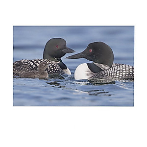 Common Loon Baby Bird Family Canvas Poster Bedroom Decor Sports Landscape Office Room Decor Gift,Canvas Poster Wall Art Decor Print Picture Paintings for Living Room Bedroom Decoration 12x18inch(30x45