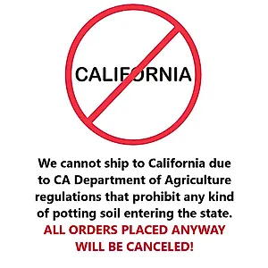 Newport Viburnum - Compact Snowball Bush - Live Plant Shipped 1 to 2 Feet Tall by DAS Farms (No California)