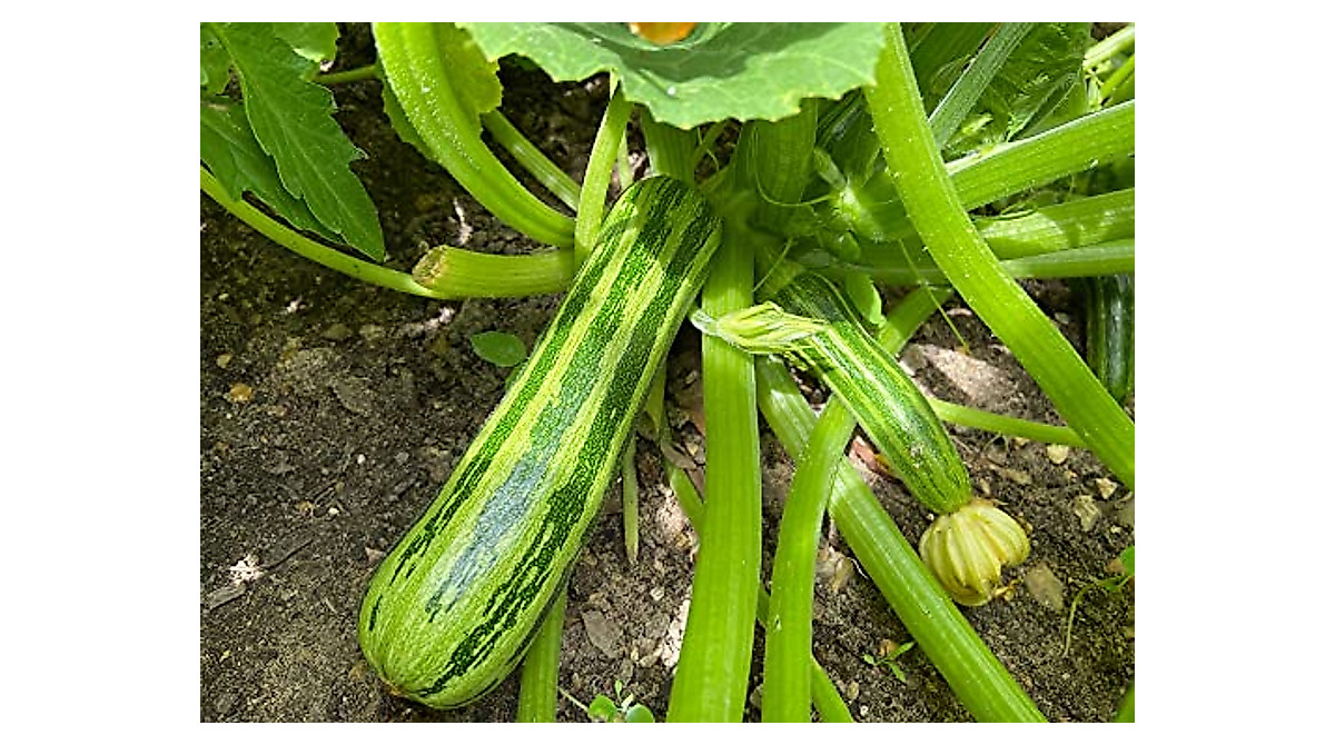 Grow Heirloom Cocozelle Zucchini Seeds | Compact & Non-GMO