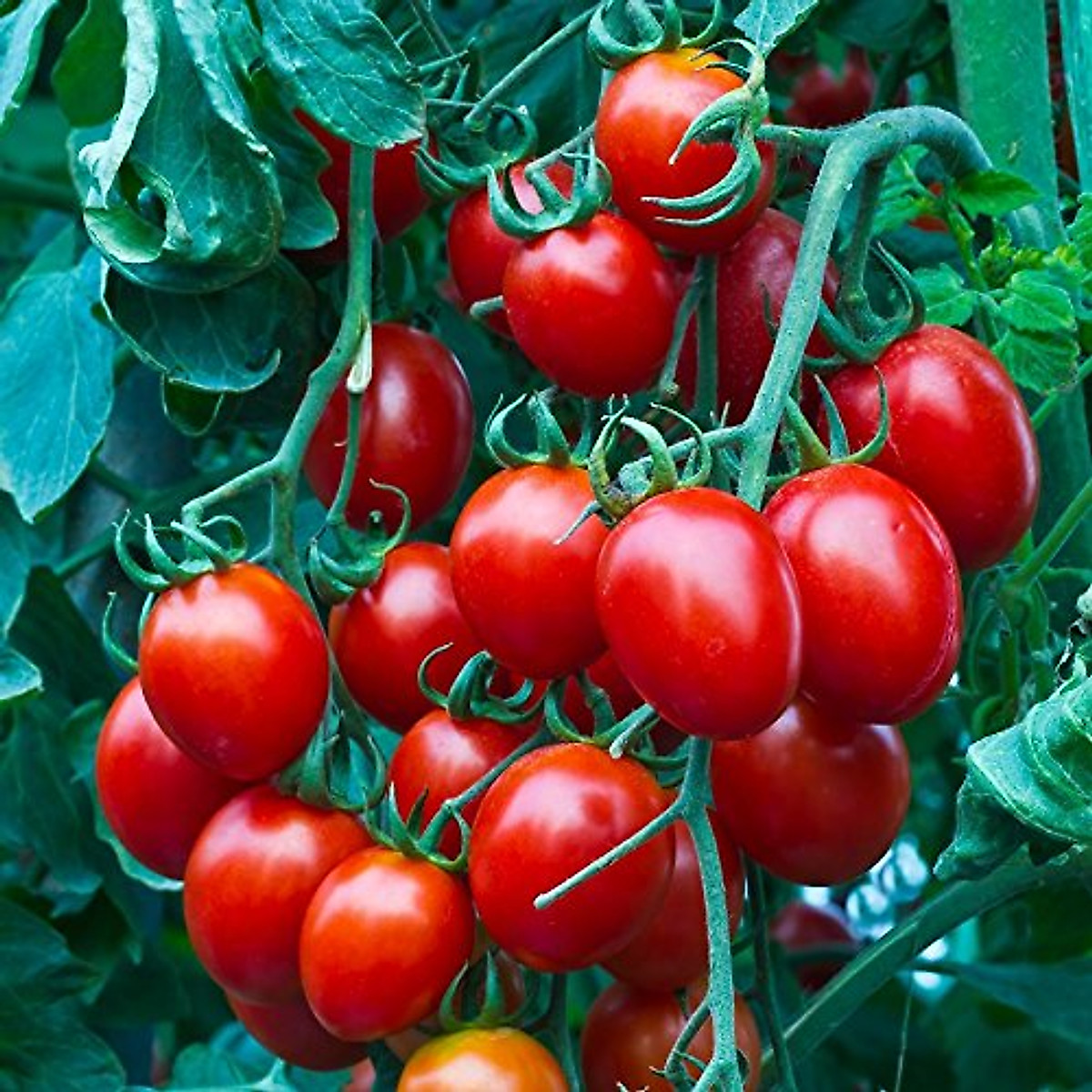 Gaea's Blessing Seeds - Tomato Seeds - Small Red Cherry Heirloom - Non-GMO Seeds with Easy to Follow Planting Instructions - Open-Pollinated 92% Germination Rate
